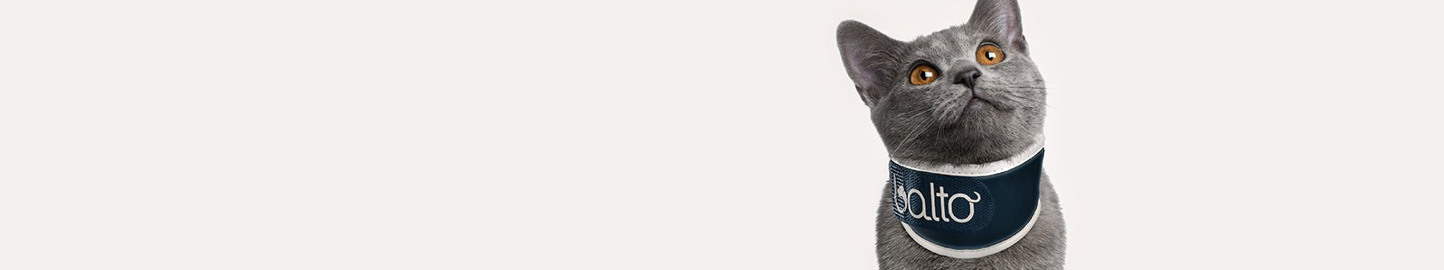 Feline Neck Braces – Balto® UK