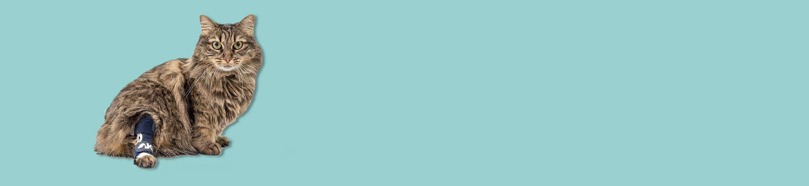 Feline Leg Braces – Balto® UK