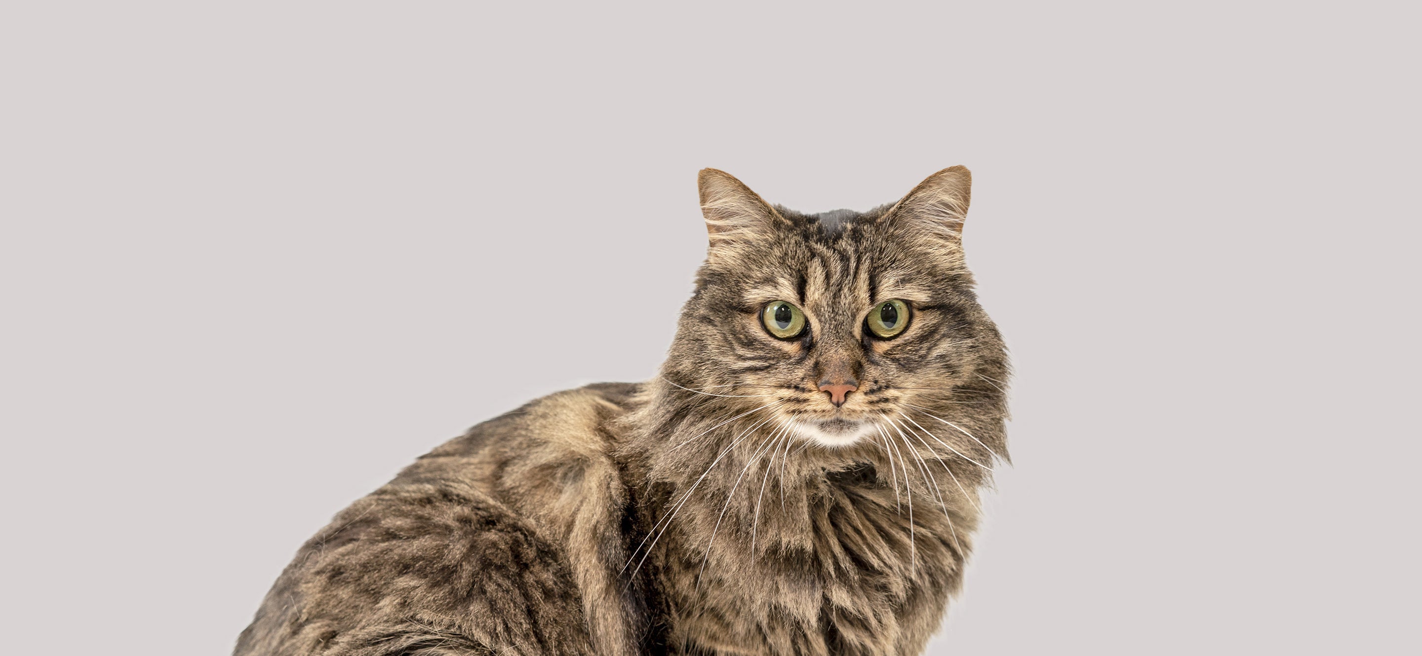 Feline Balto® Braces – Balto® UK