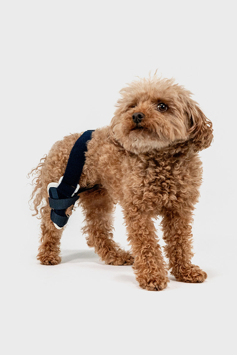 Canine Knee & CCL Brace – Balto® UK