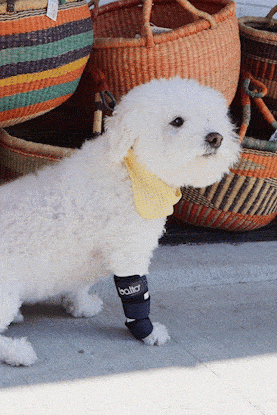 Canine Carpal / Metatarsal Joint Splint – Balto® UK