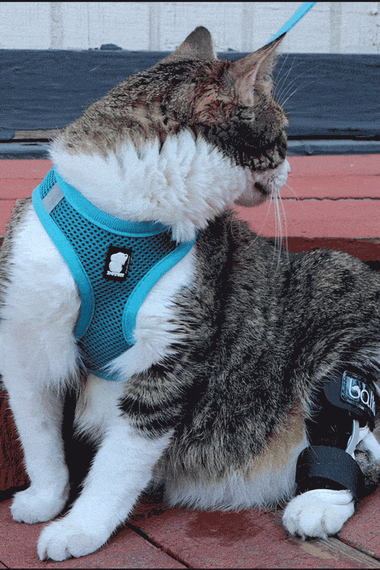 Feline Leg Braces – Balto® UK
