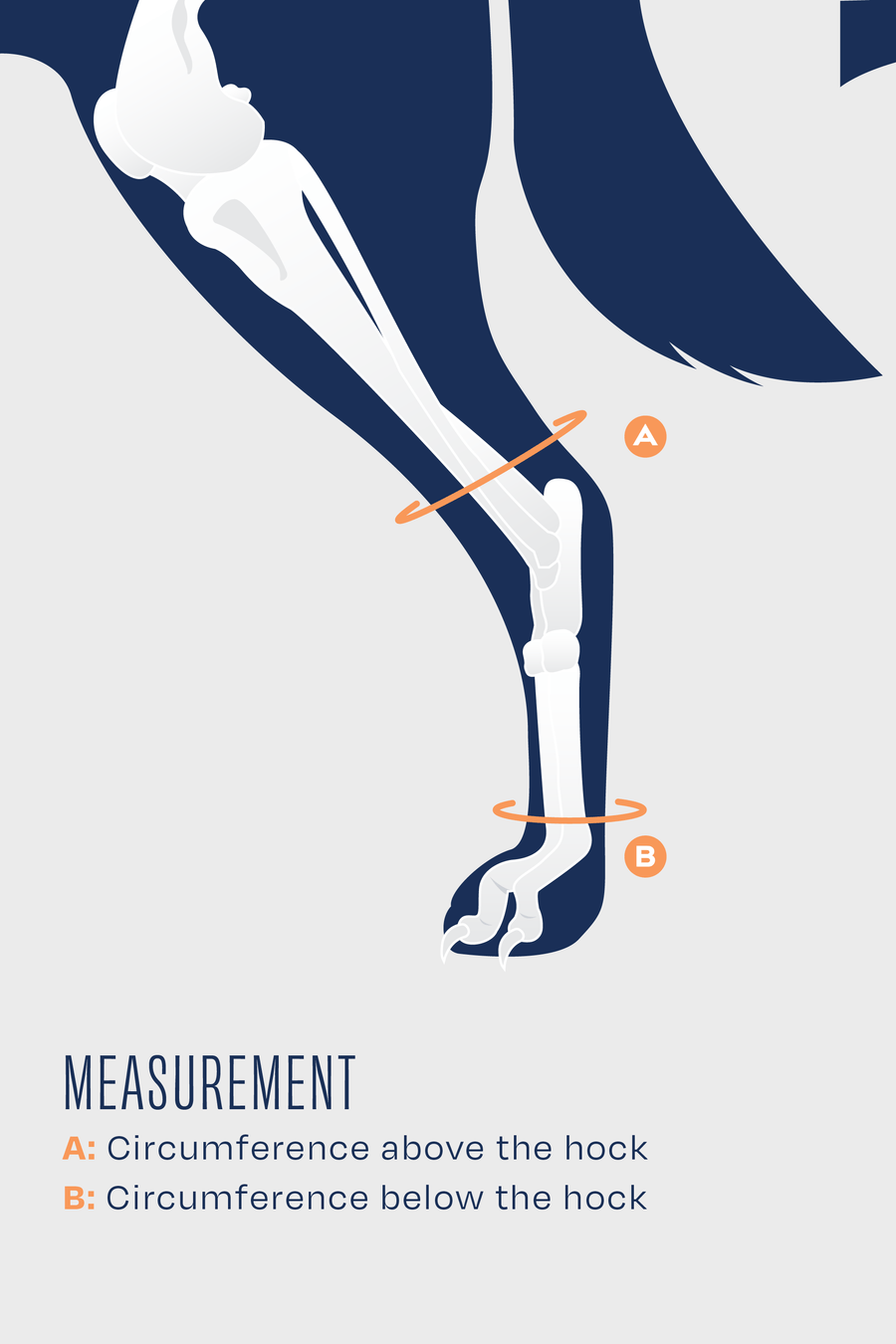 Canine Rear Hock Leg Support Brace – Balto® UK