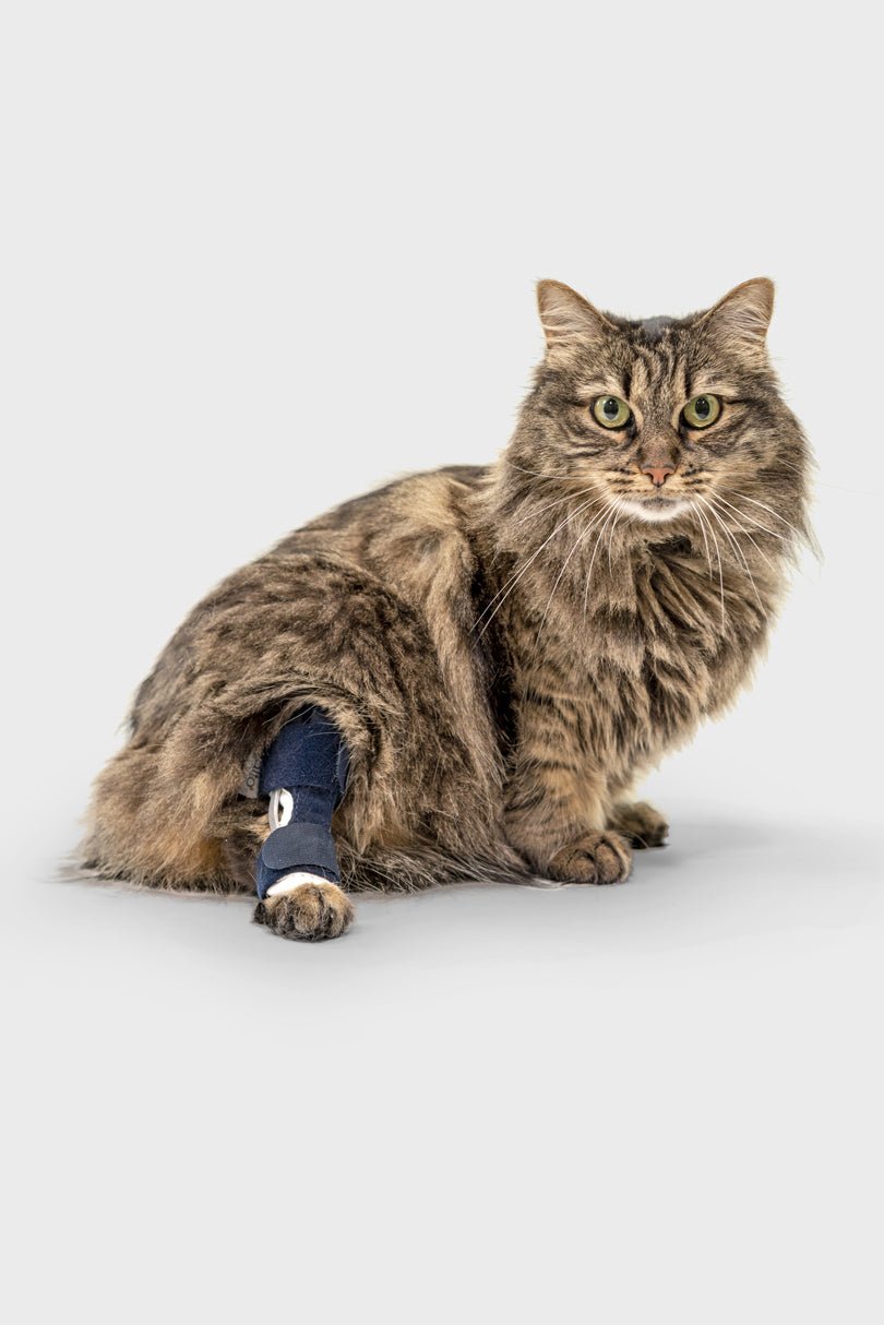Balto® Hock Cat – Hock Brace for Felines – Balto® UK