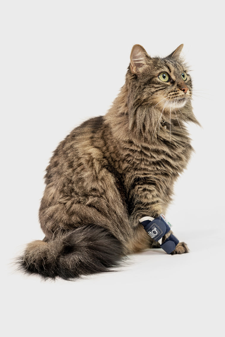 Feline Leg Braces – Balto® UK